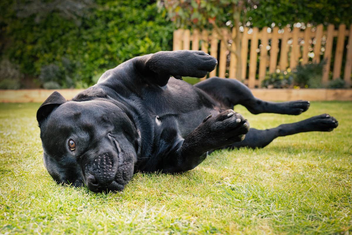 Happy Staffy Celebrates Getting Belly Rubs with the Most Precious Kicks