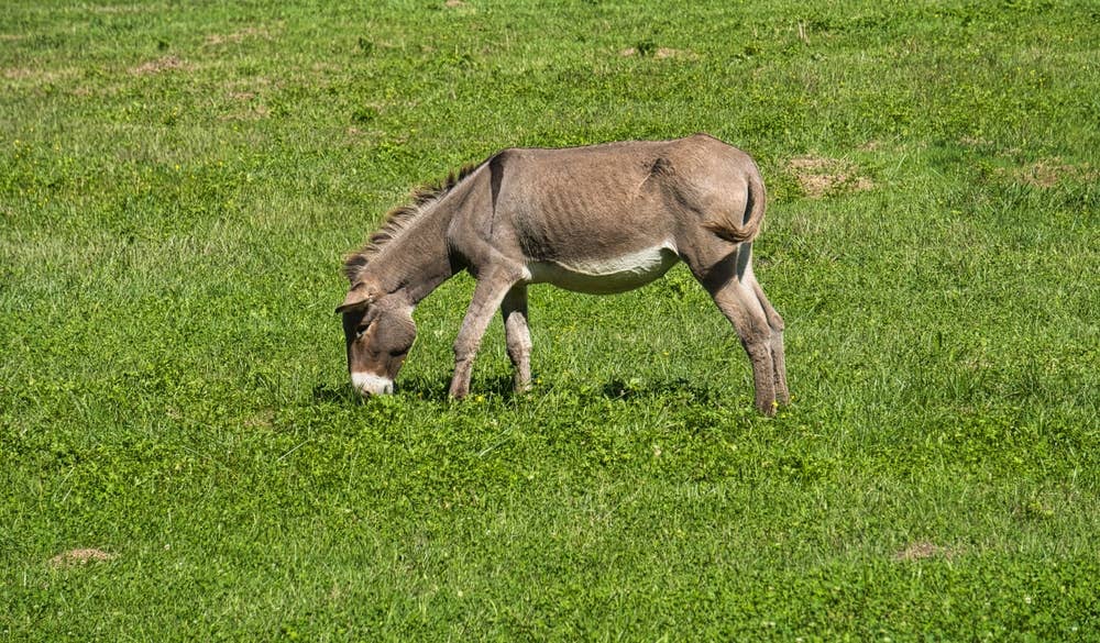 Donkey's Cute Way of 'Being a Flirt' Makes Him a True Ladies' Man ...