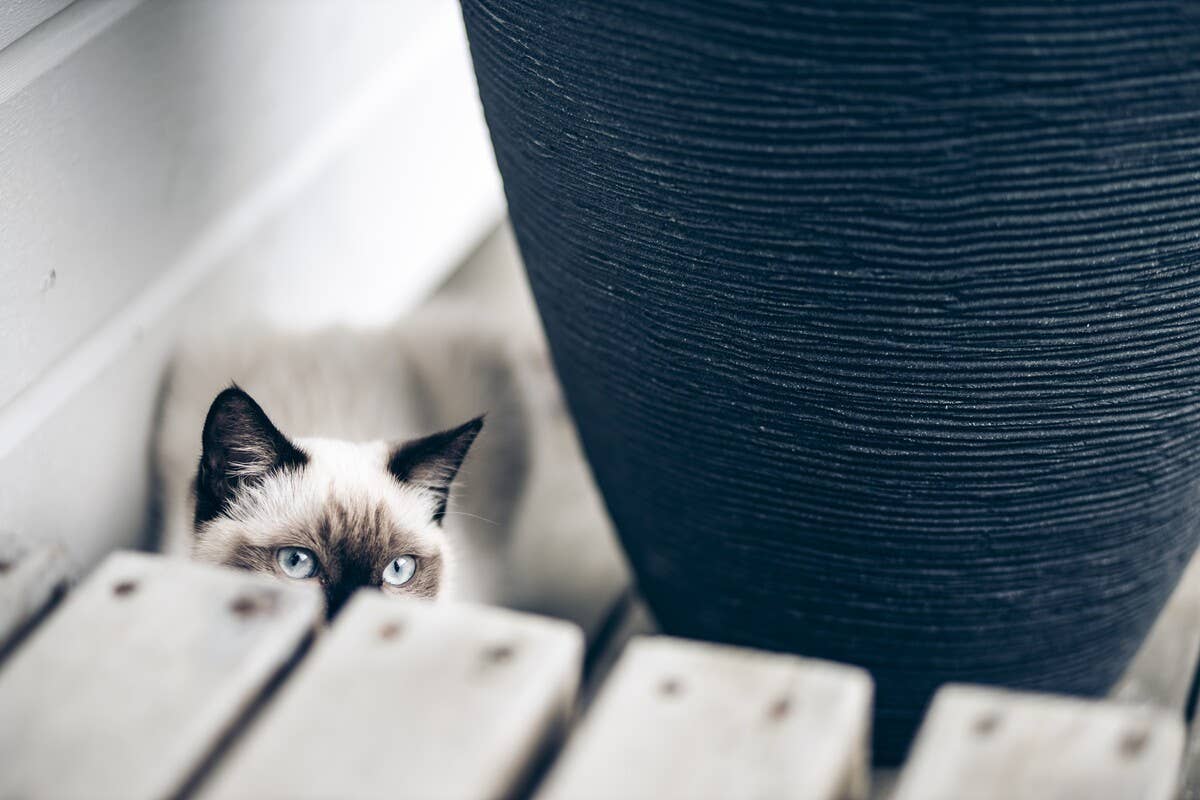 Sneaky Cat Breaks Into Neighbor’s House Each Day To Steal Labrador’s ...