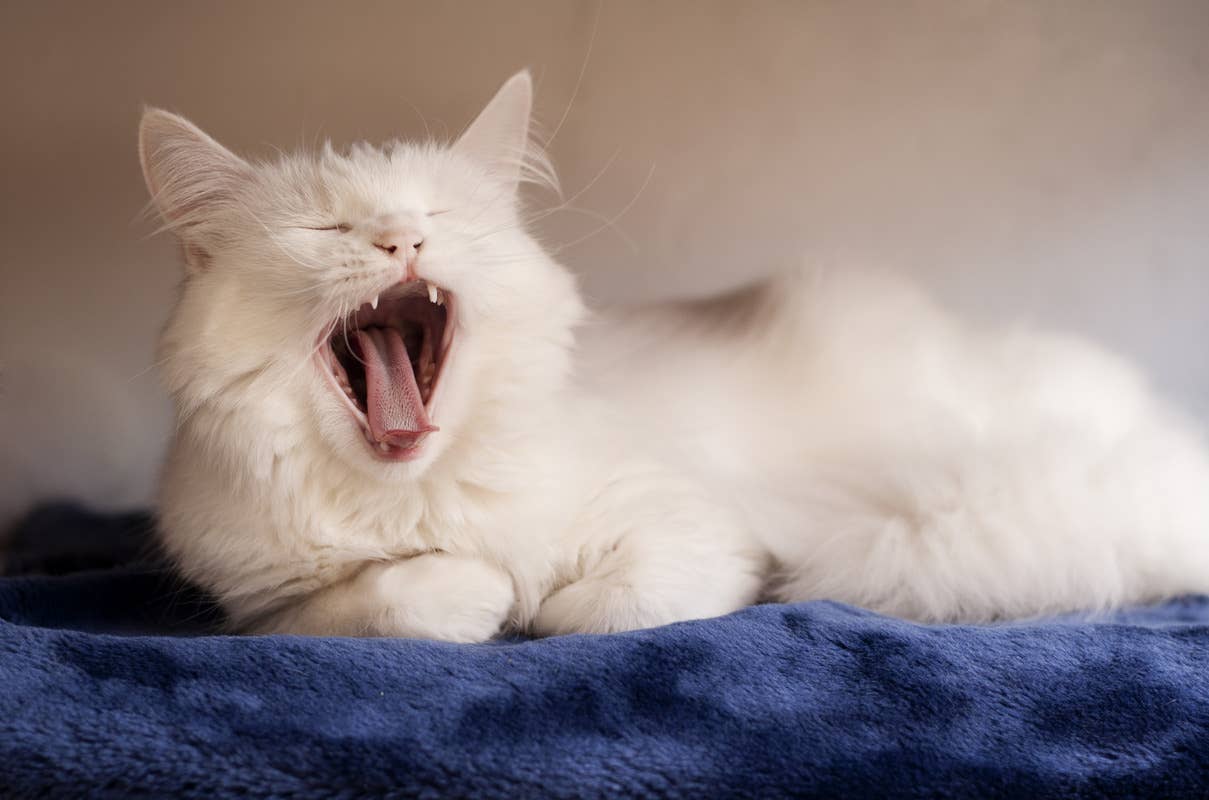 Fluffy Cat’s Adorable Yawn After Waking up From a ‘5 Hour Nap’ Is Just ...