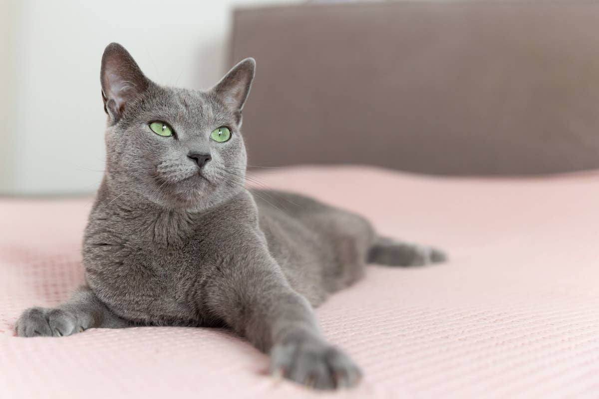Update on Grey Cat Surrendered to Shelter at 17 Years Old Has People ...