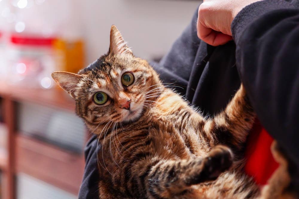 Cat News - PetHelpful