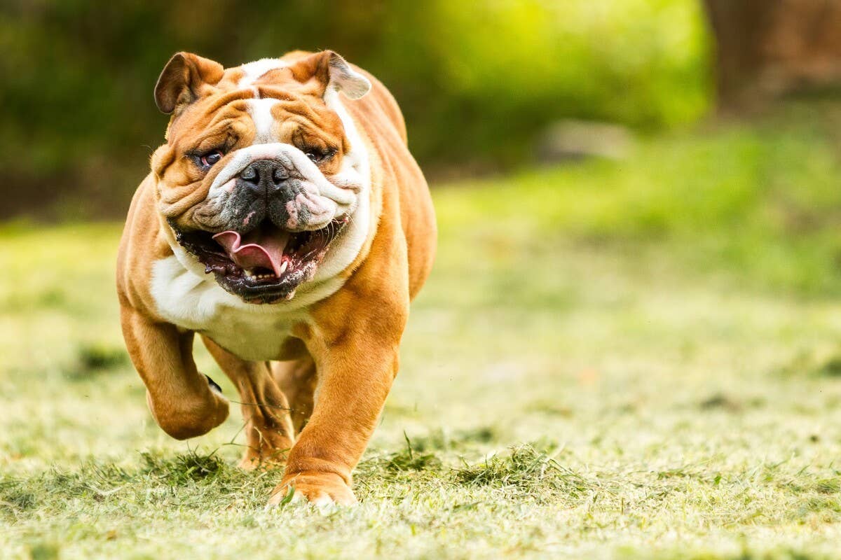 Glad Bulldog Adorable White And Grey Bulldog Sitting And Looking