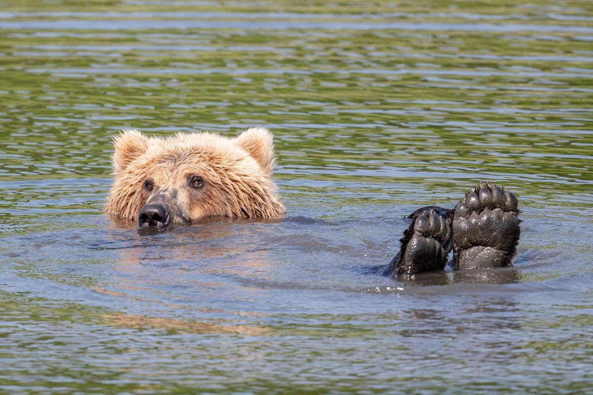 Brown Bear's Adorable River Float Leaves People Stunned by How Well ...