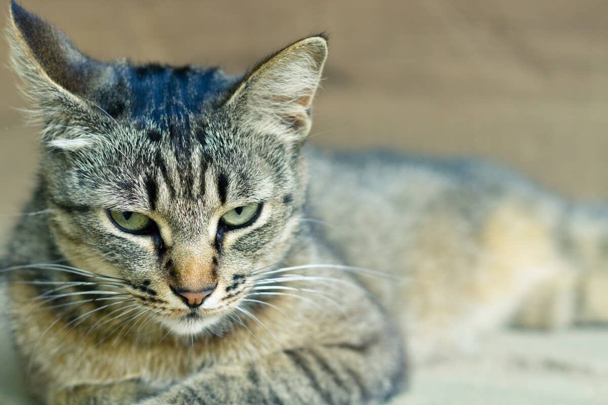 Adorable Cat’s Grumpy Grievances With His Animal Siblings Have Us in ...