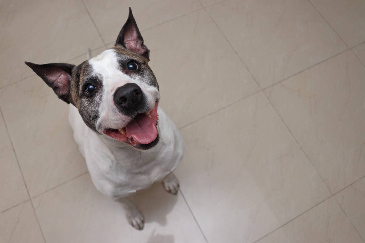 Pit Bull Breaks Into Most Overjoyed Hops Upon Discovering Air ...