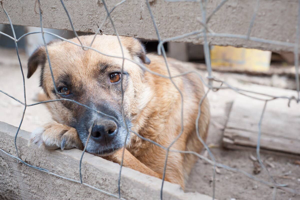 Homeless Dog Gets ‘Taken Home’ by Pop Star After Disrupting Her Concert ...
