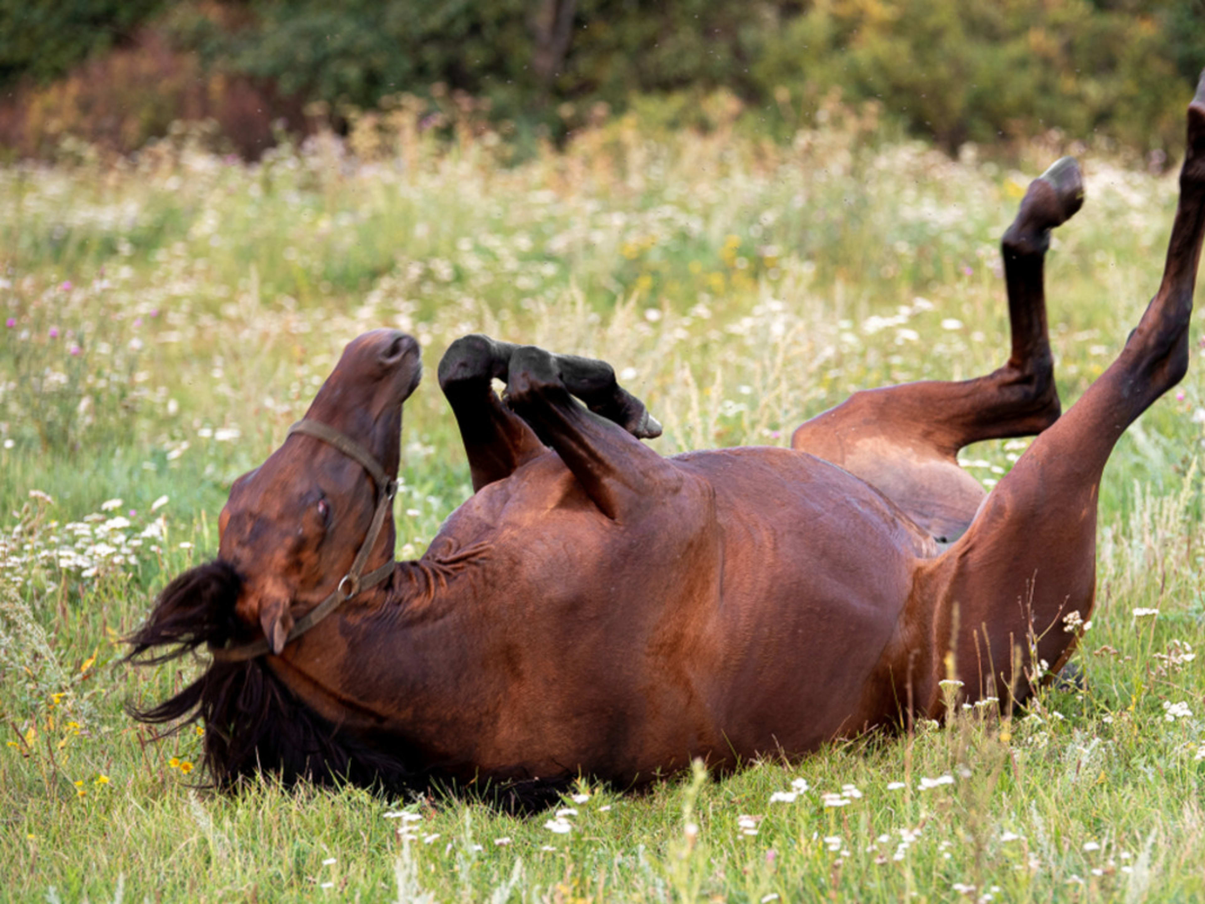 Horse’s Unique Way of Sunbathing Is Cracking Everybody Up - PetHelpful