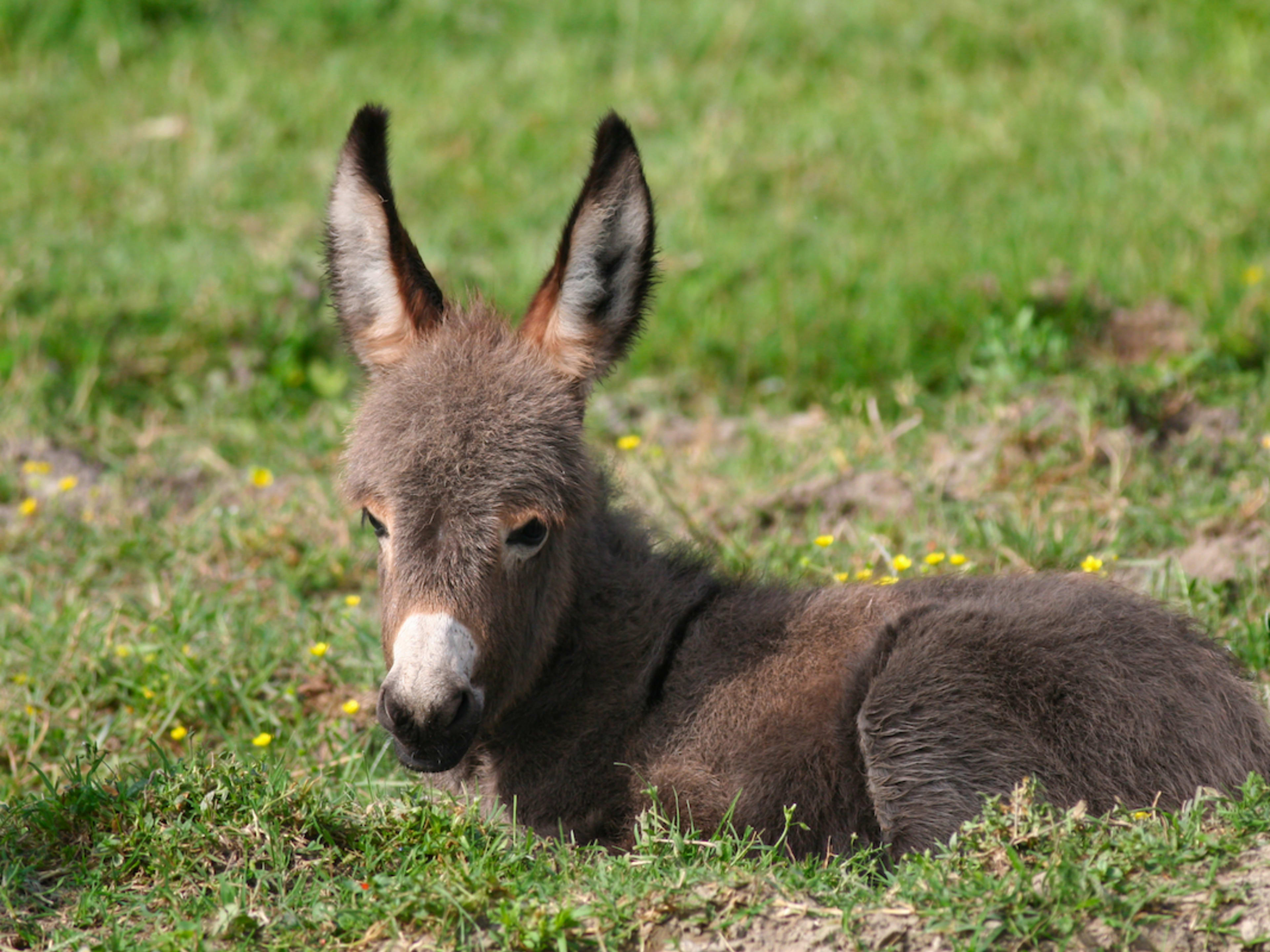 Tiny Donkey Who Loves Being Held Like a Baby Is Pure Cuteness Overload ...