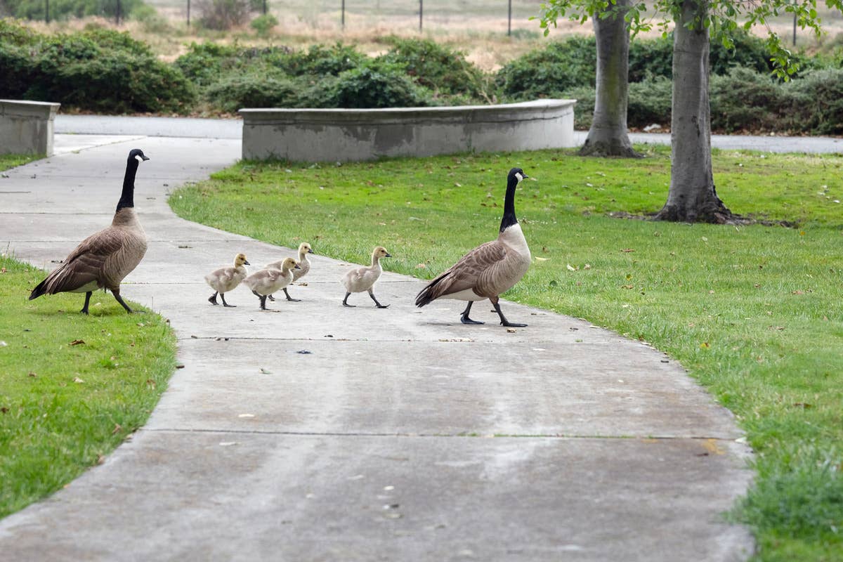 Geese Proudly Bring Babies to Meet Human Friend in Act of Pure Sweetness