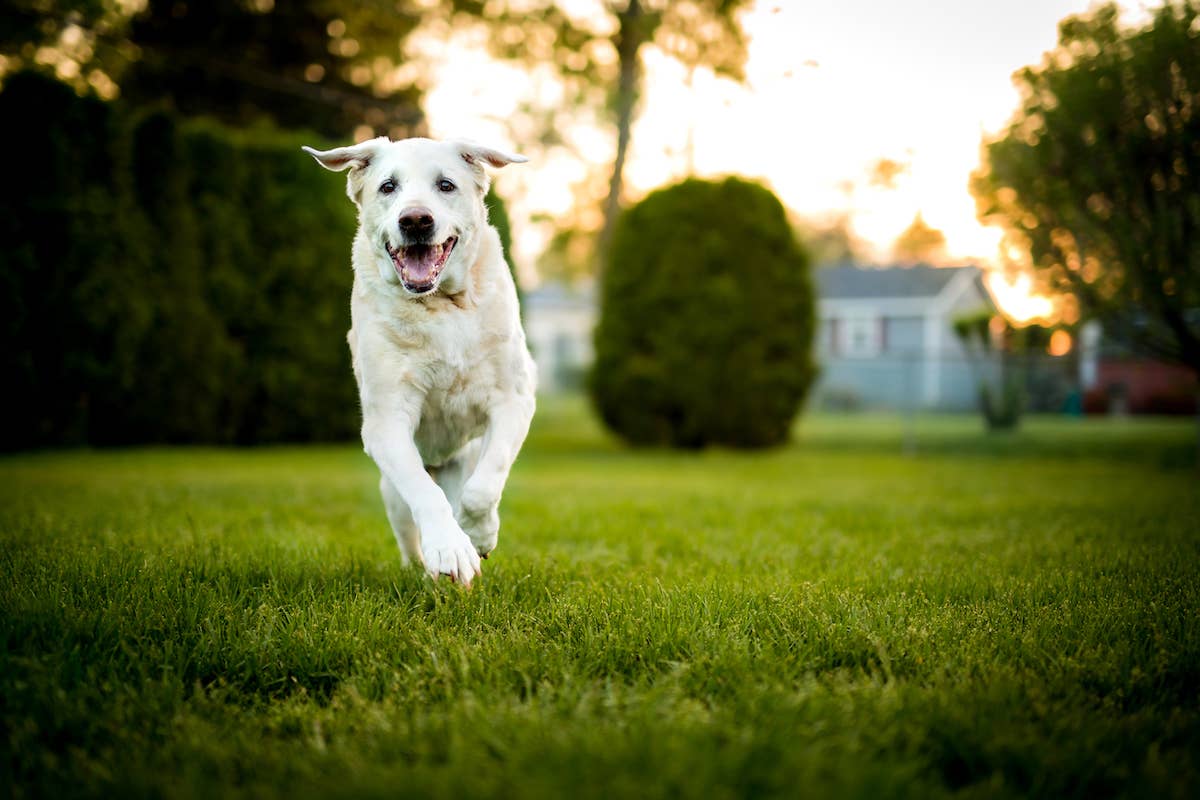 Sweet Yellow Lab Can't Contain Her Joy When Visiting Neighbor Who ...