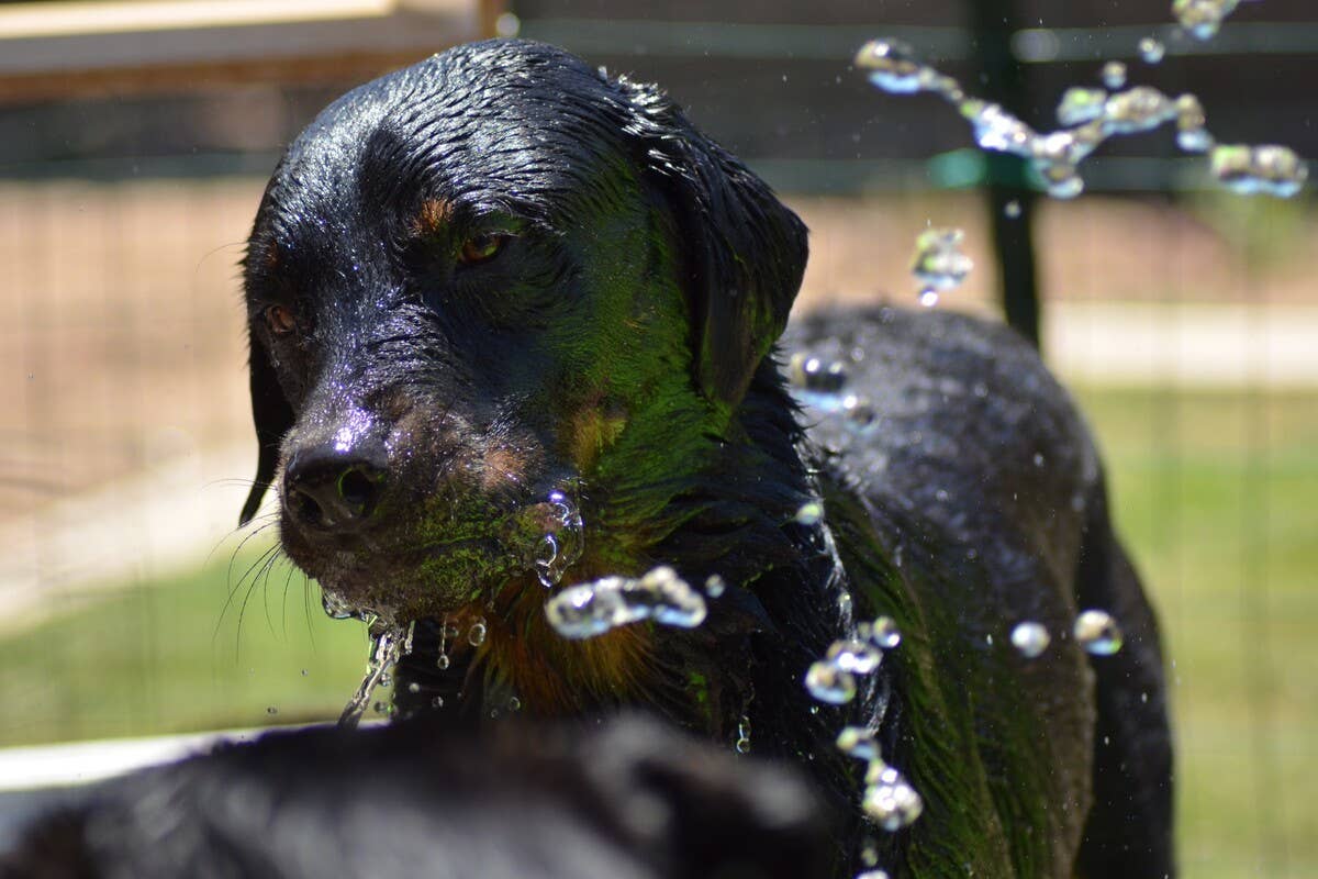 Rottweiler Siblings Have Playful Hose Fight Just Like a Couple of Human ...