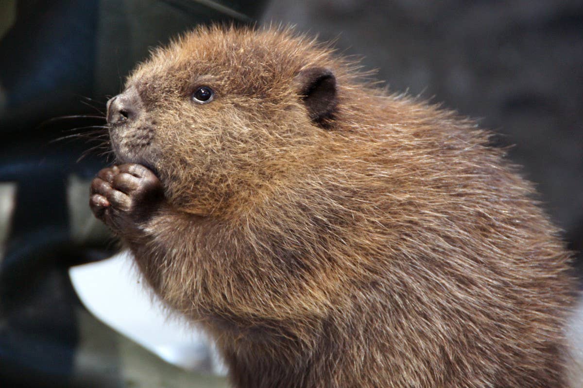 Baby Beaver's Tiny Squeaks After 'Discovering Her Feet' Are So Cute We ...