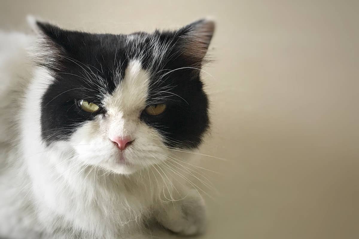 Rescue Cat Turns 'Spicy' After Stealing Bread Until His Parents Pull ...