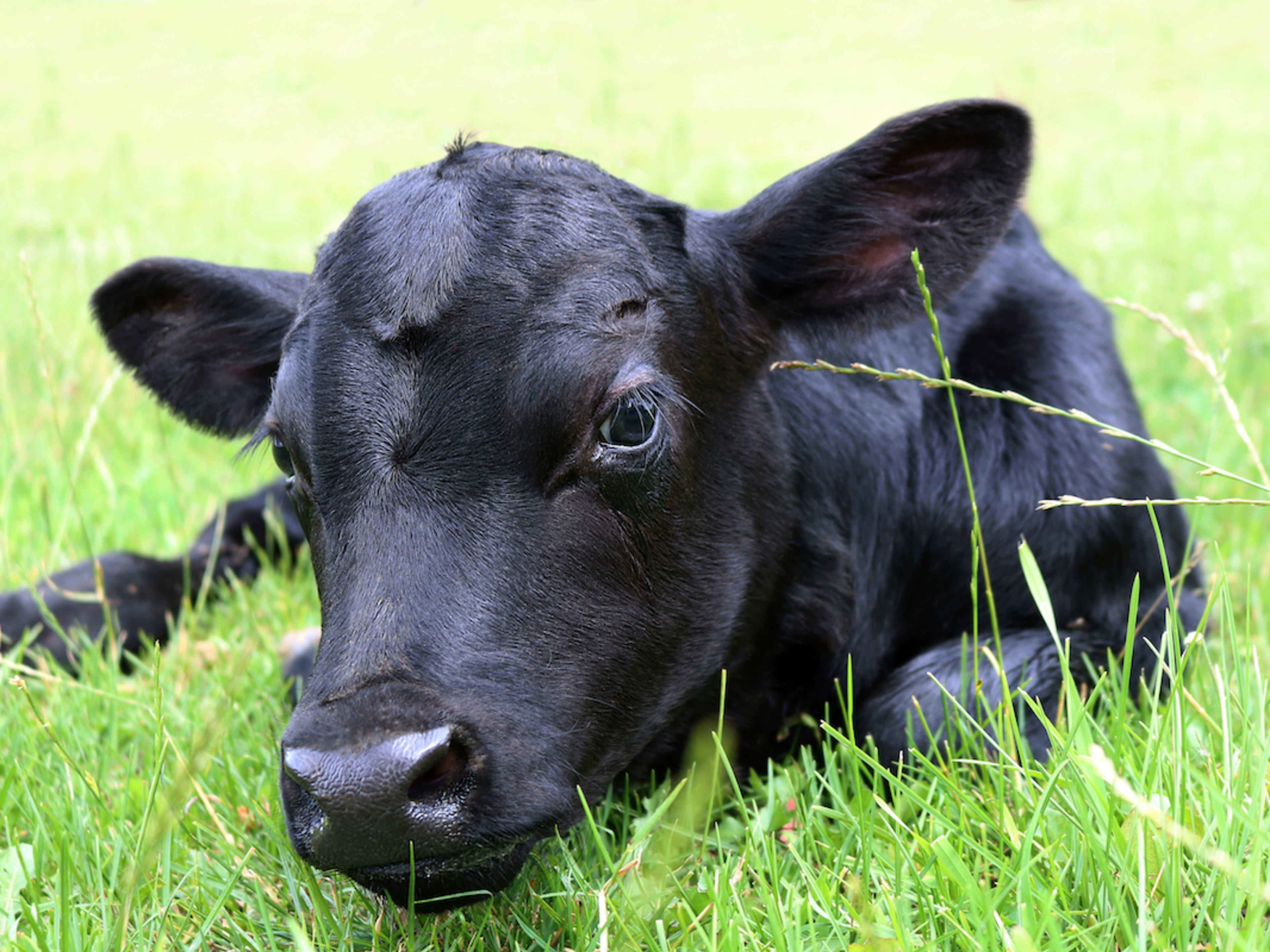 Special Newborn Calf Born with Deformities Who Was Rejected By Mom ...