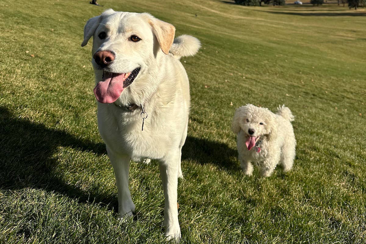 Selfless Young Men Break Into Neighbor's House To Save Her Dogs From ...