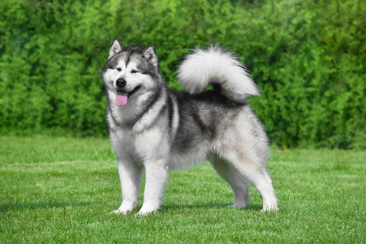 Corgi Reunites With Their Giant Malamute Best Friend After a Year Apart ...