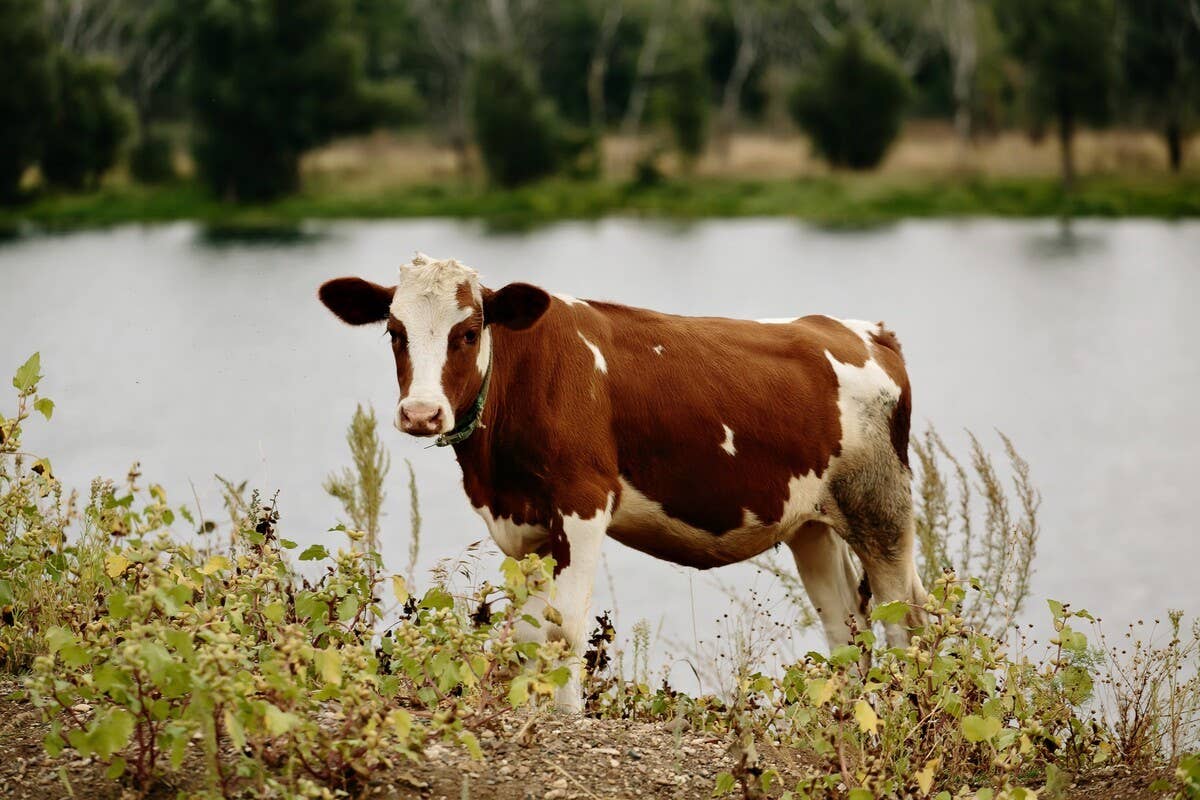 Dairy Cows Pictures