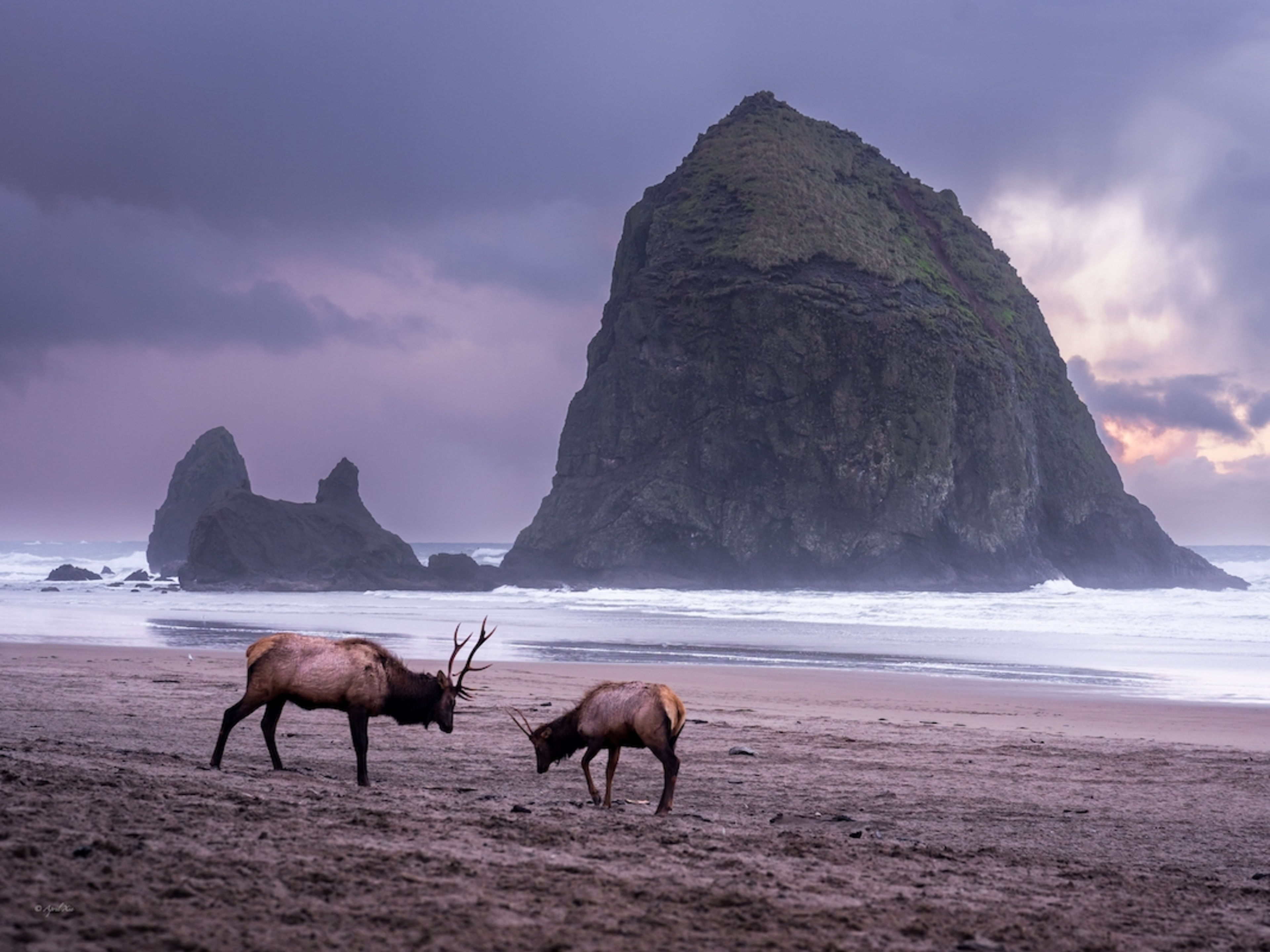 Elk Spotted Frolicking in the Sand During Sunset at Iconic Oregon Beach ...