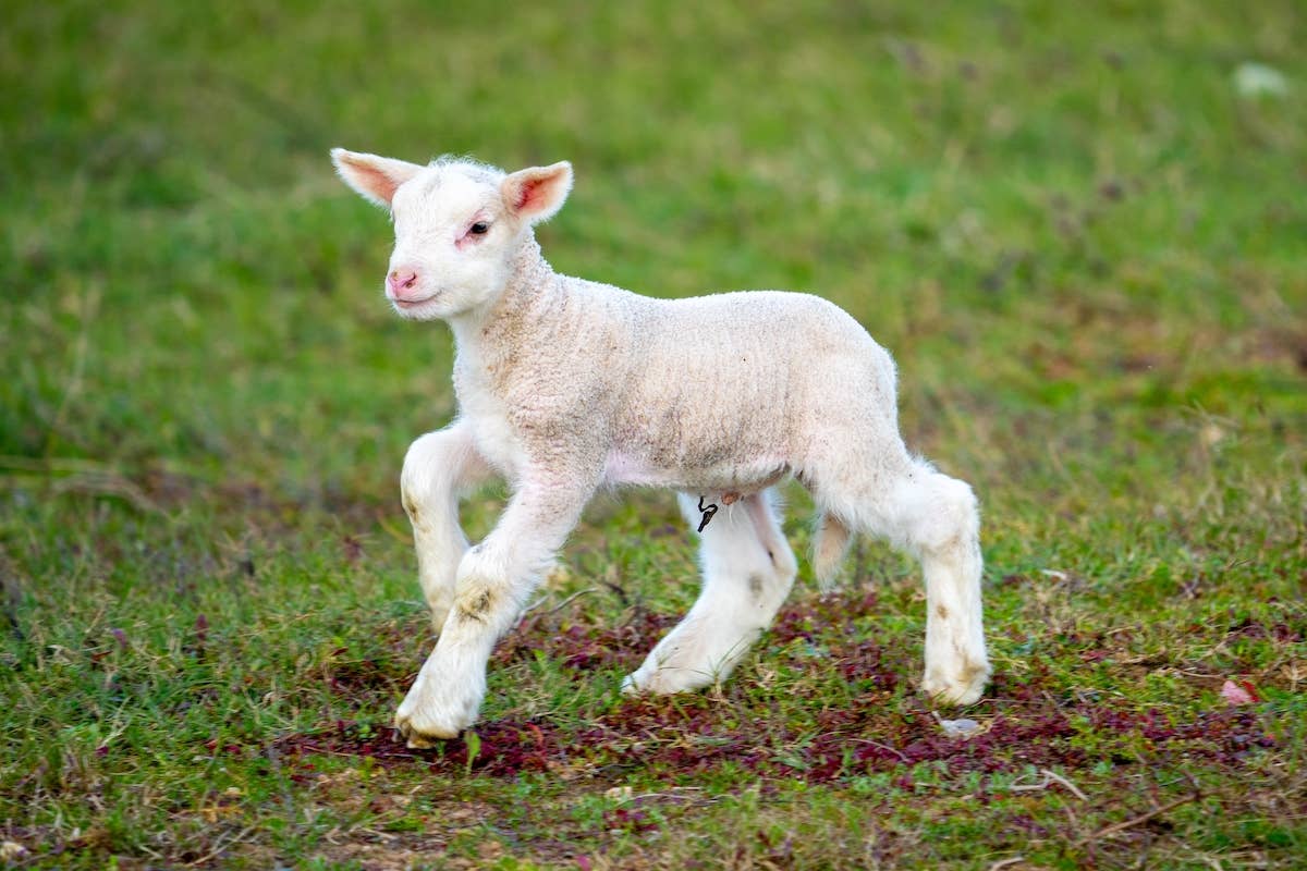 Baby Lamb Mistakes Poodle for 'One of Their Own' in Ultimate Display of ...