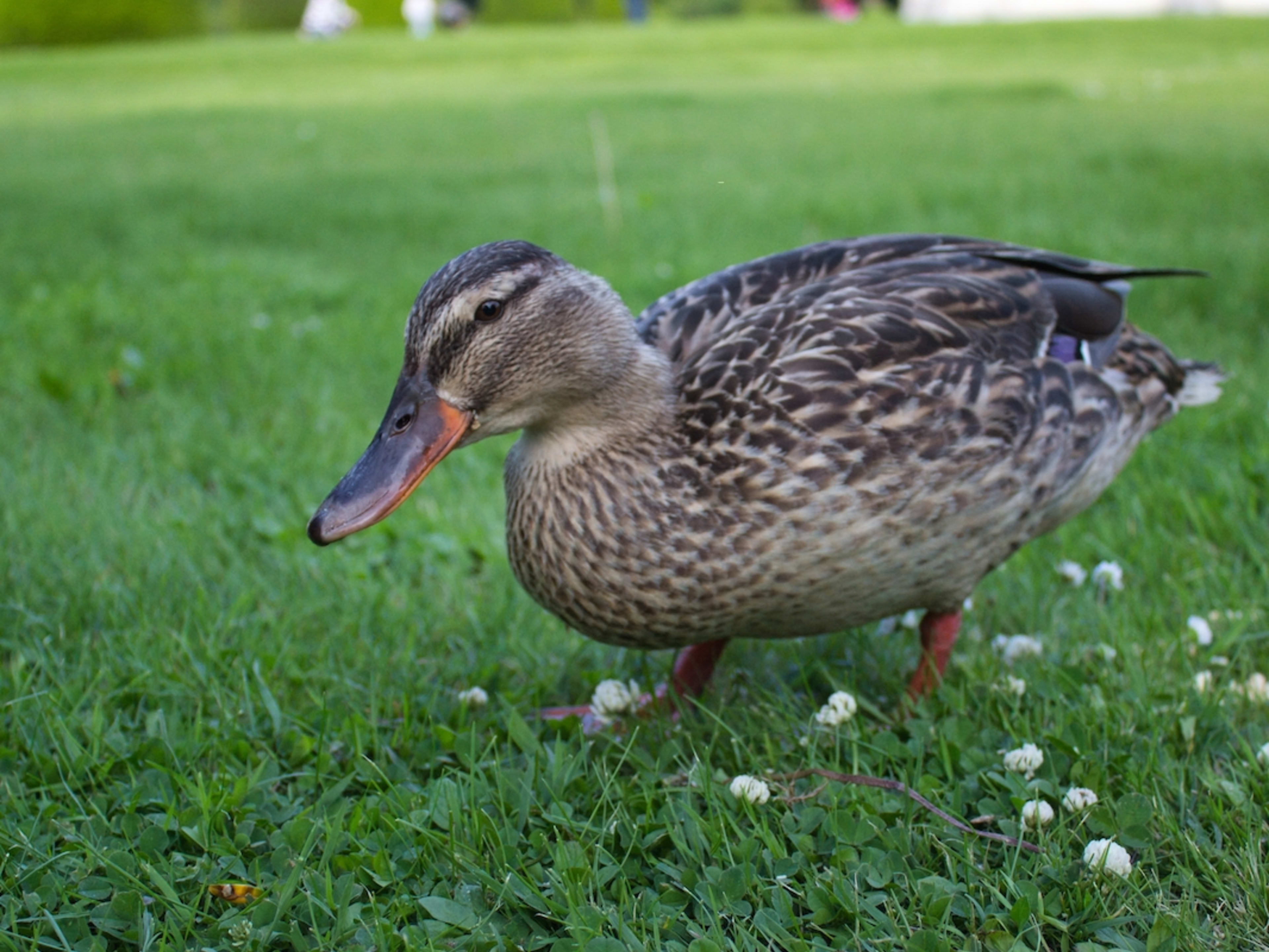 Duck Crashes Wedding by Confidently Walking Down the Aisle Like She's the One Getting Married ...