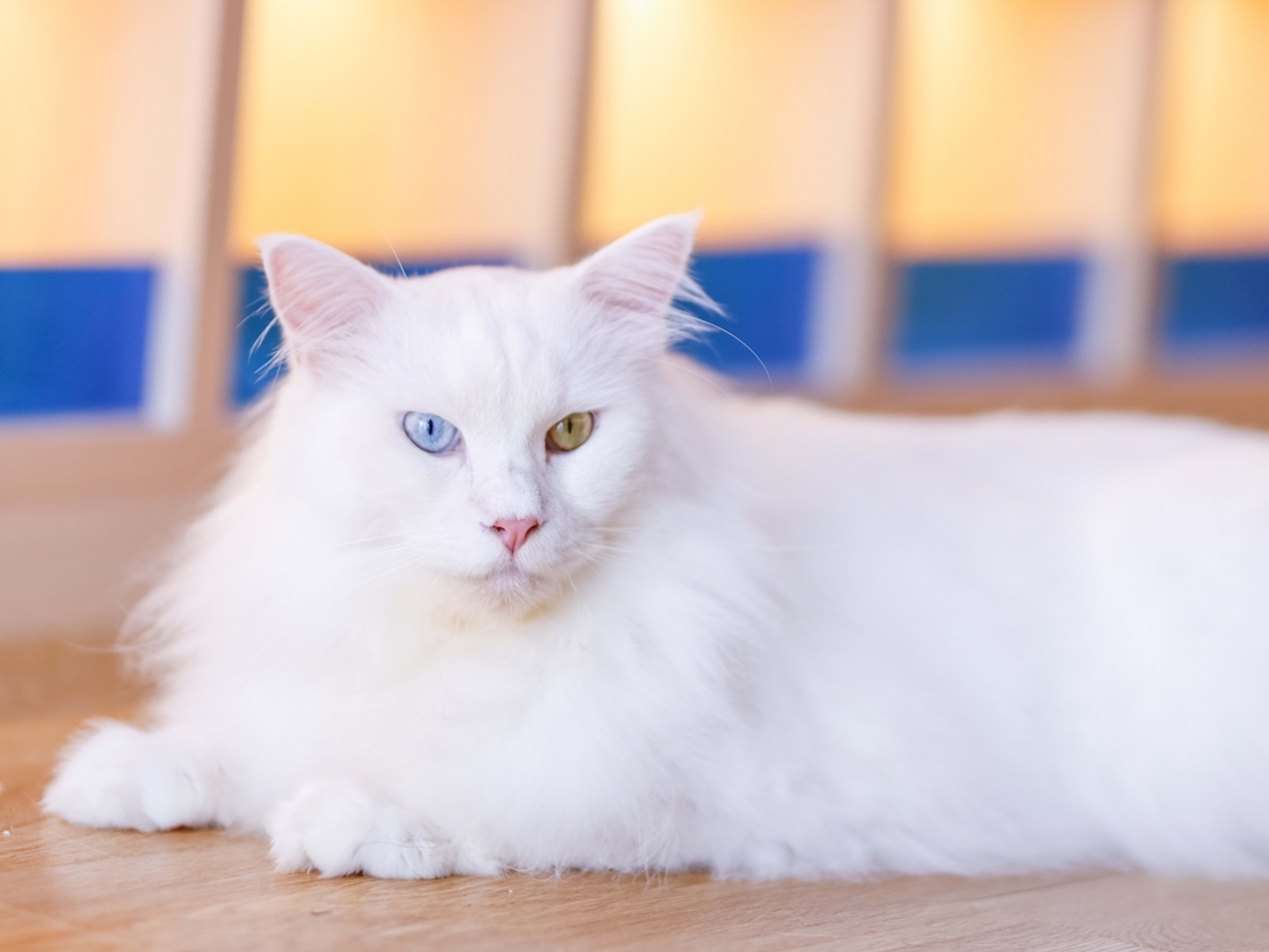 Gorgeous White Maine Coon Cat Can't Get Enough of New Baby Smell While ...
