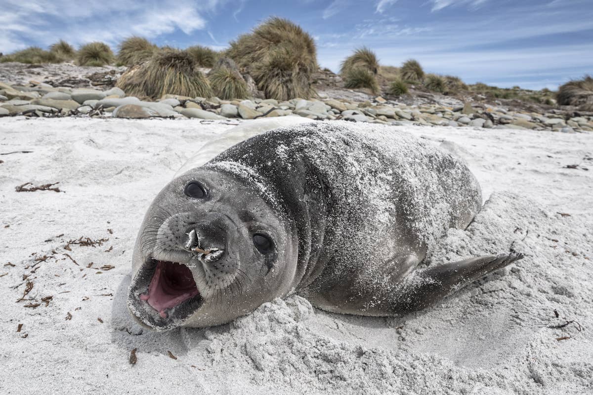 California's First Newborn Elephant Seal of the Season Makes the ...