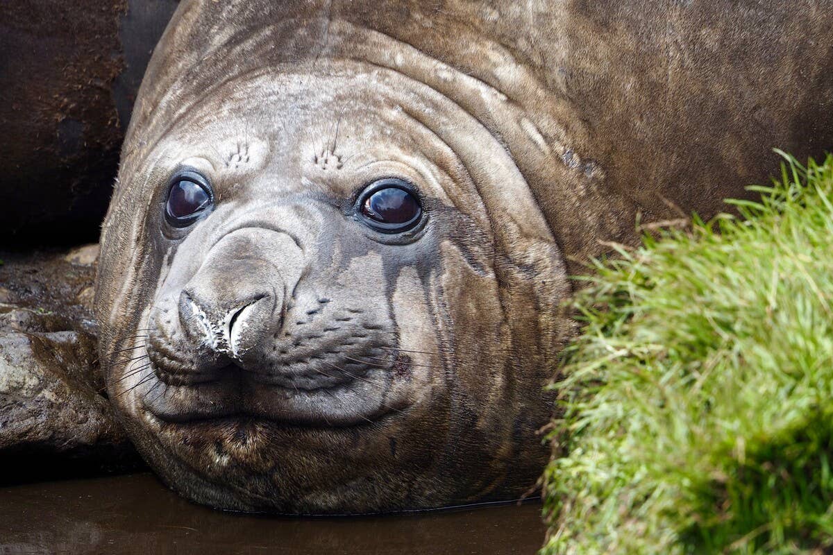 Triumphant Story of Elephant Seal Who Traveled Over 1,000 Miles Has ...