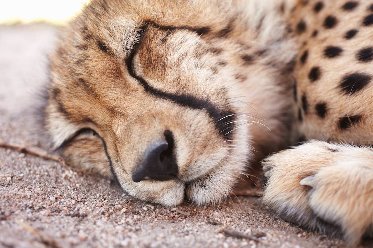 Cheetah Cub's Precious Purrs While Napping at Cincinnati Zoo Are Music ...
