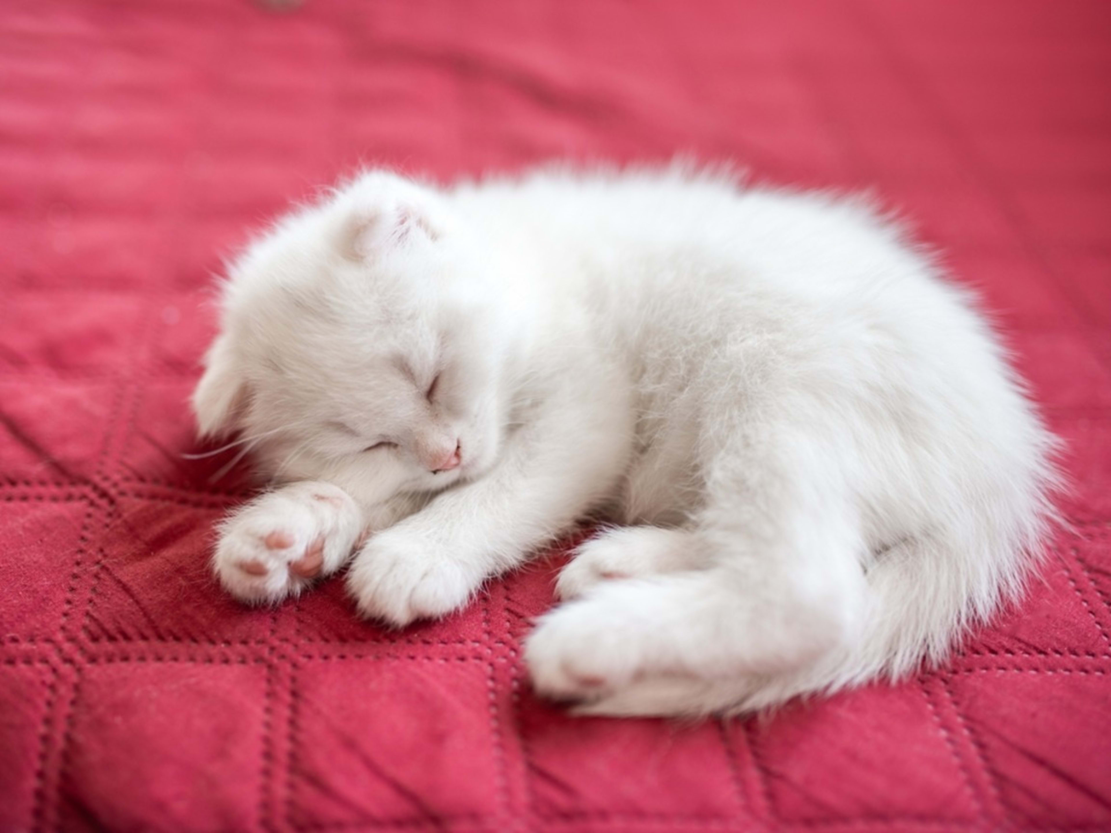 Fearless Kitten Naps in the Funniest Place and It’s Giving People ...