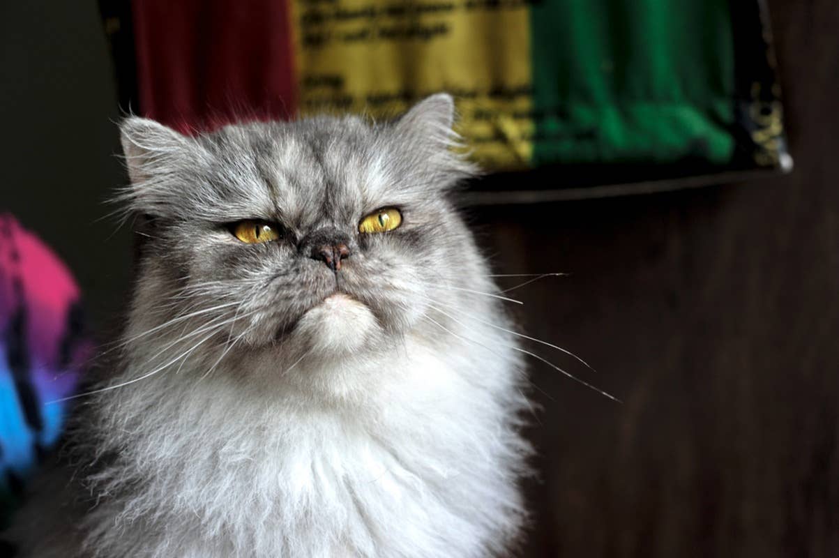 Persian Cat Gets Embarrassed When He Realizes Mom Is Recording Him ...