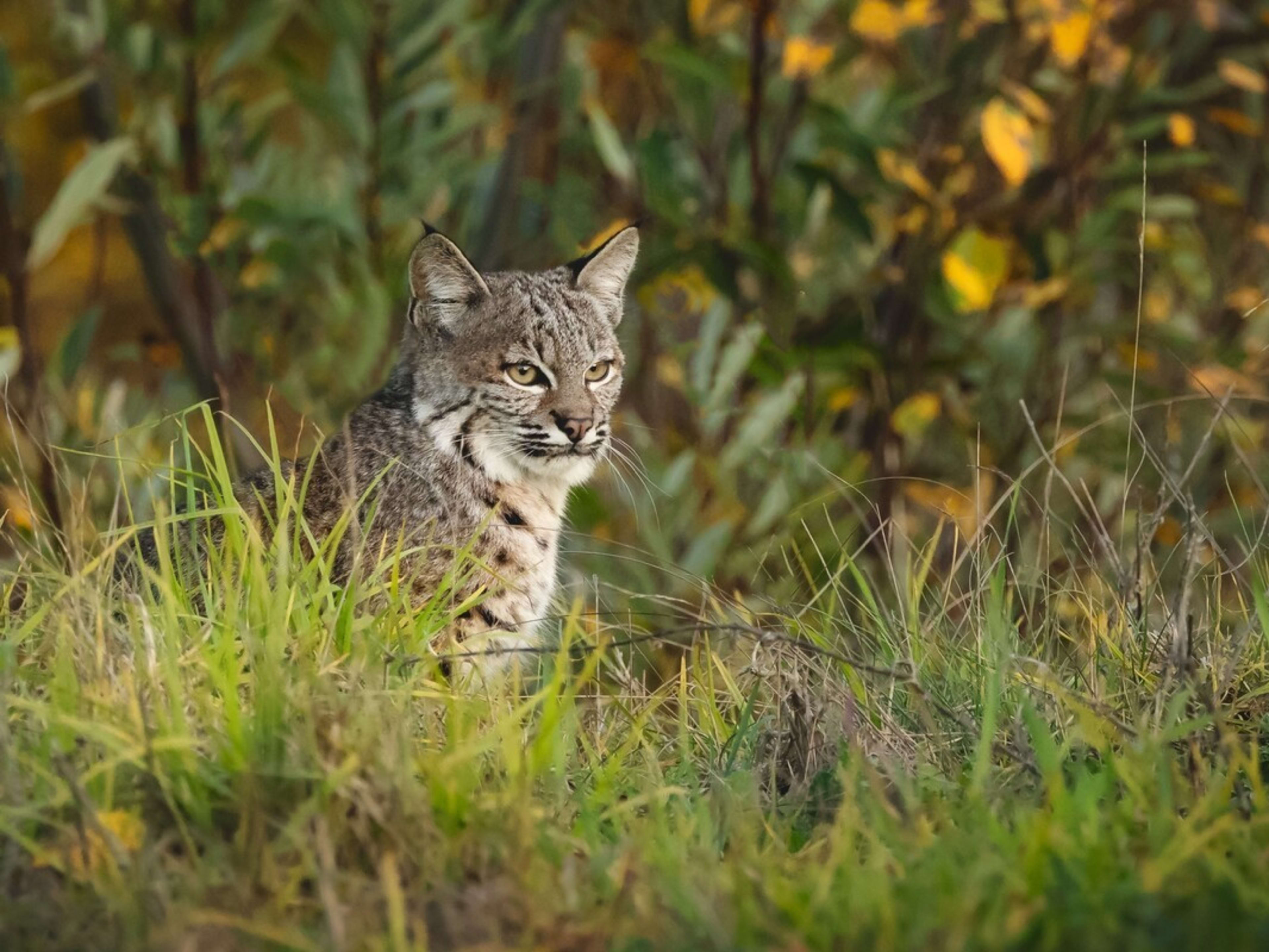 Rescued Bobcats Playing in Flower Garden Like a Couple of Kittens Are ...