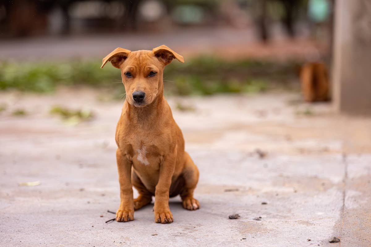 One-of-a-Kind 'Unicorn Puppy' Rescued From Dallas Shelter Alongside Mom ...