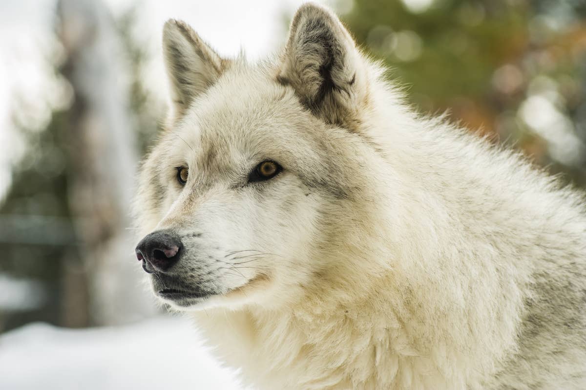 Visitors' Breaktaking Walk with Wolves at Canadian Conservation ...