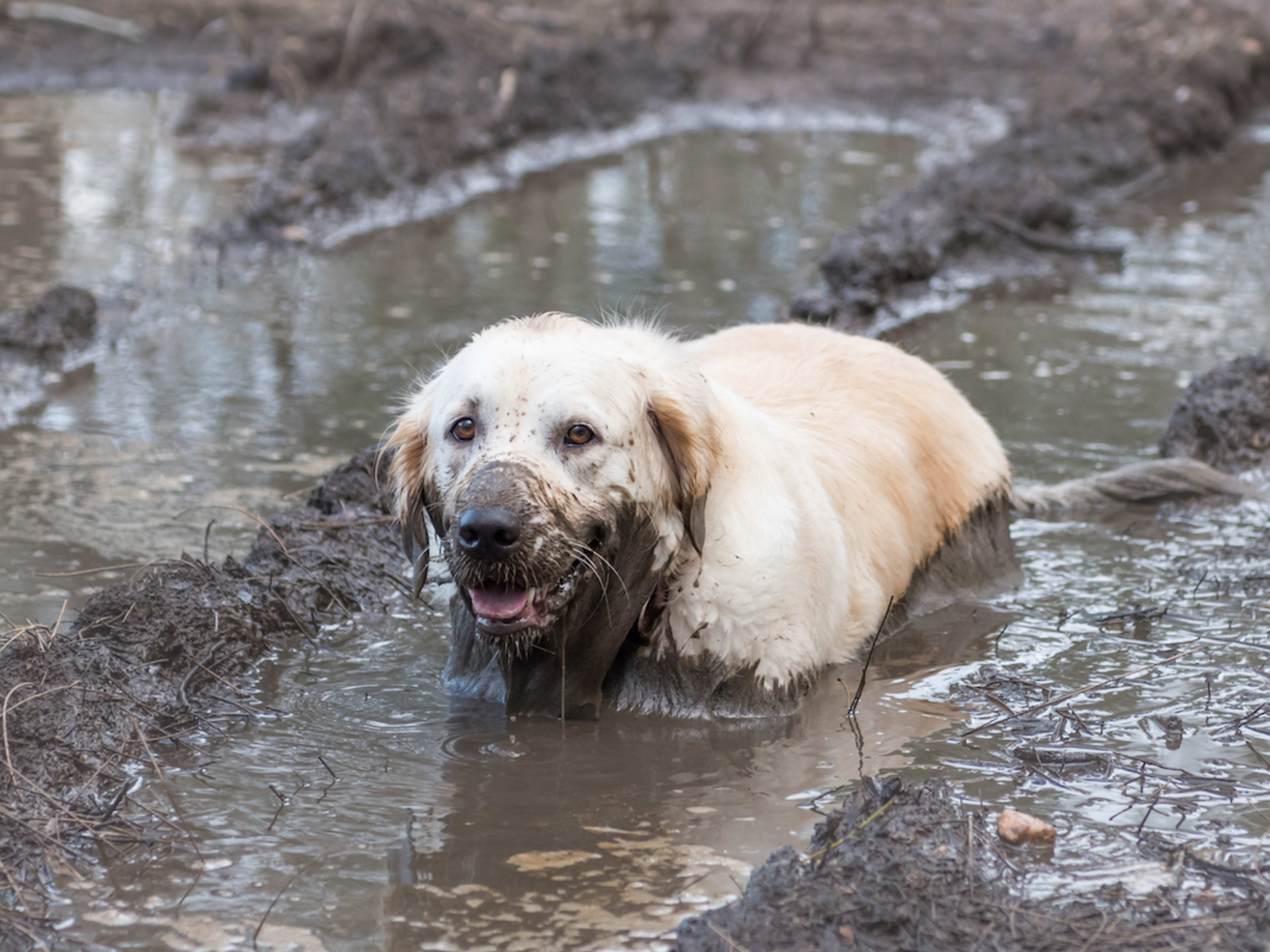 Golden Retriever's Unapologetic Mud Bath Is Full of Pure Joy and Chaos ...