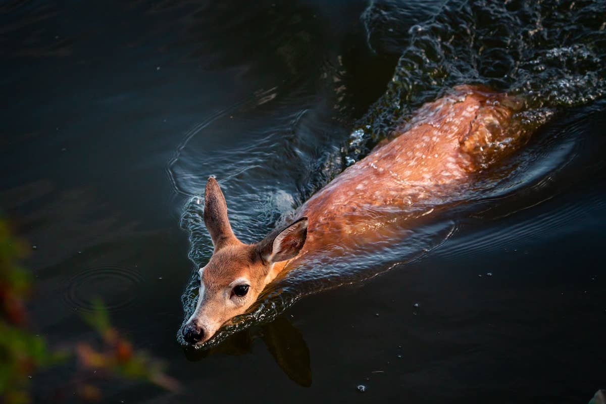 Florida Lifeguards Pull Helpless Deer From Ocean Waves After Hearing ...
