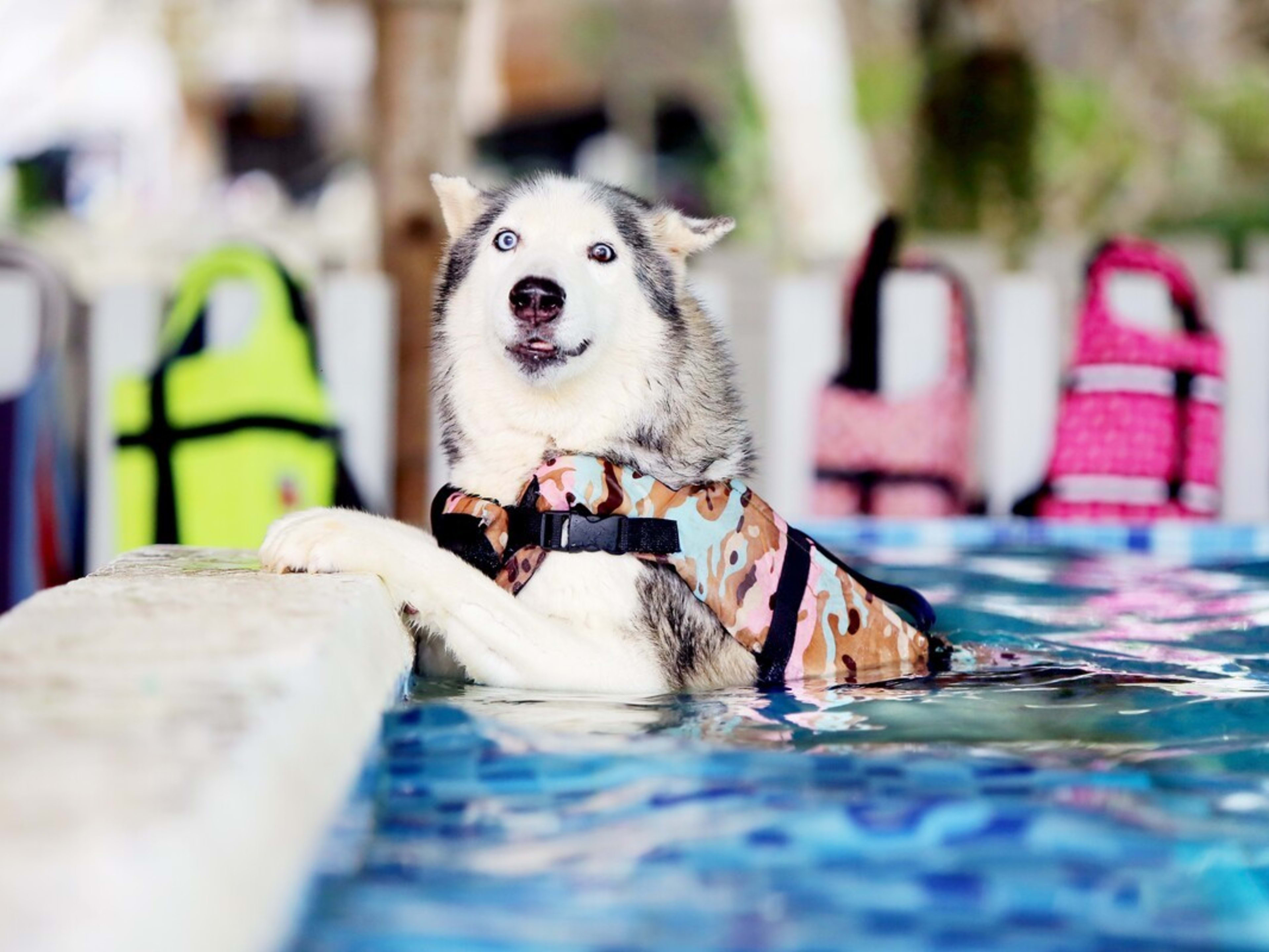 Dog Trying Out His New Floaty for the First Time Turns Into the Most ...