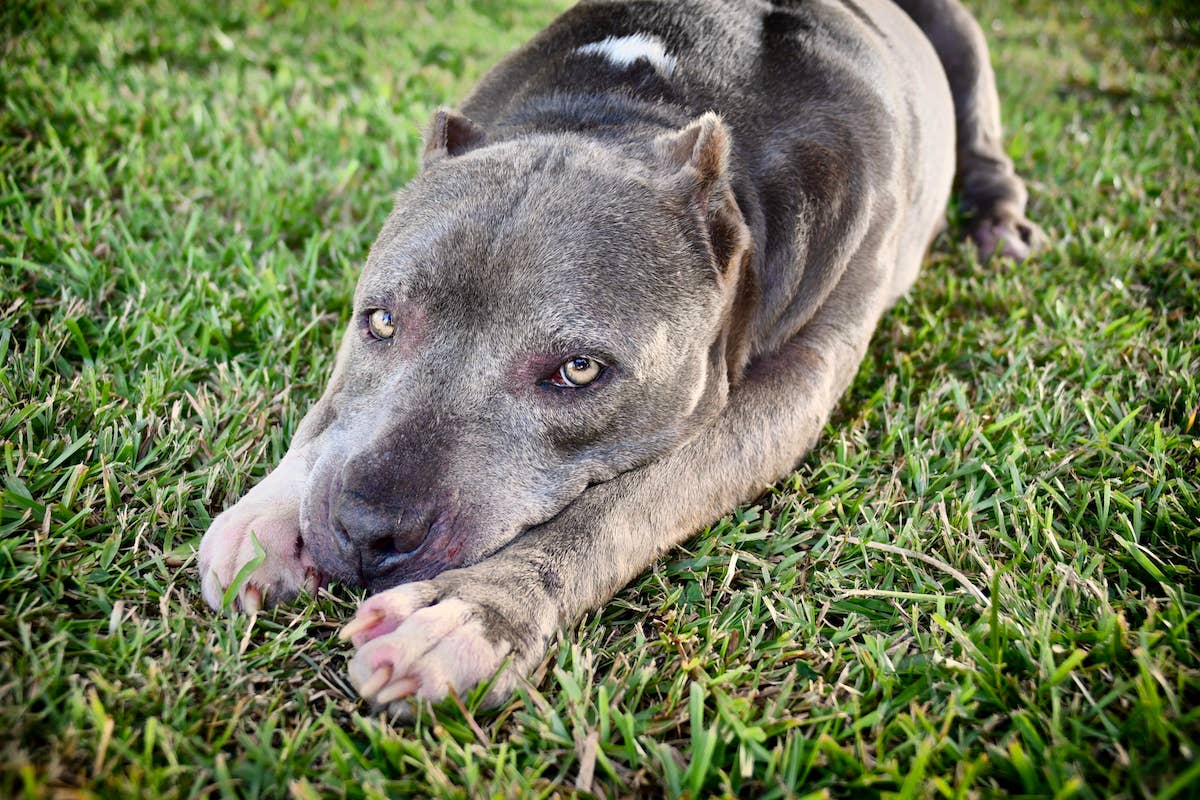 Rescued Senior Pit Bull Getting Kisses From Her Senior Chihuahua Bestie ...