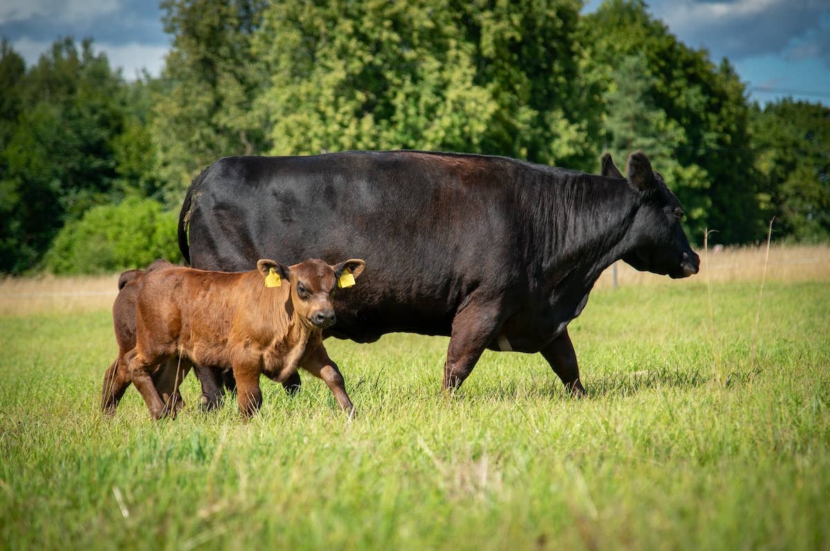 Rescued Blind Cow Adopts Little Blind Calf and Pure Magic Ensues ...