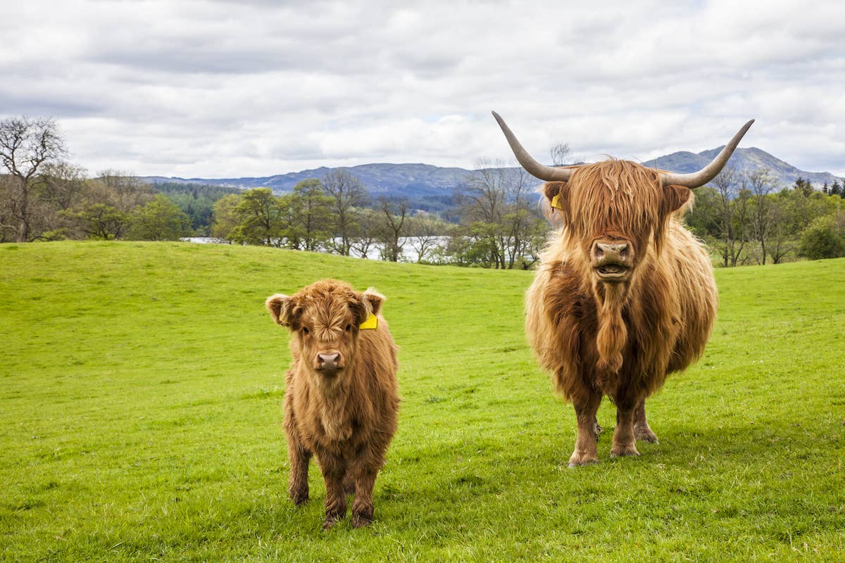 Highland Cow Is a Total 'Helicopter Mom' with Her Babies and It's Too ...