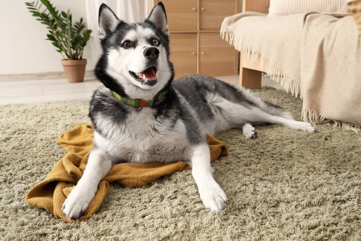 Excited Husky’s Daily 'Dance Moves' Have People Totally Cracking Up