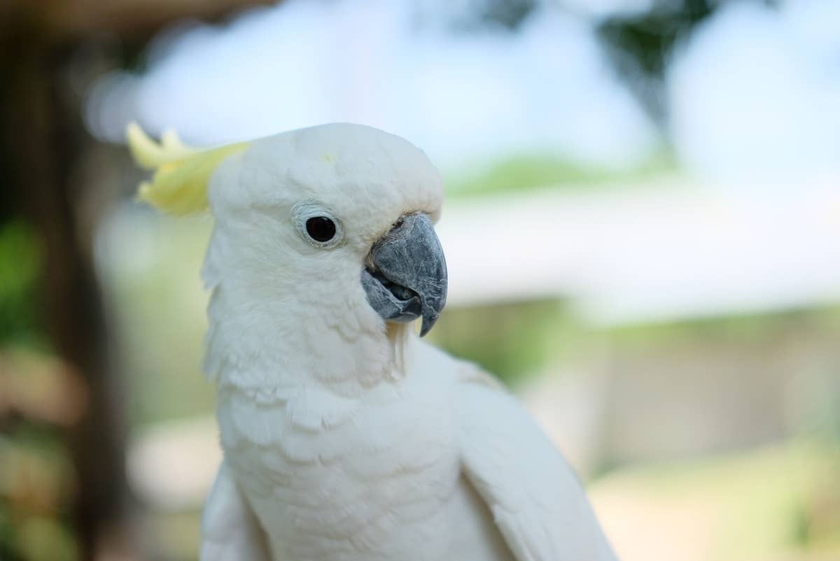 Cockatoo