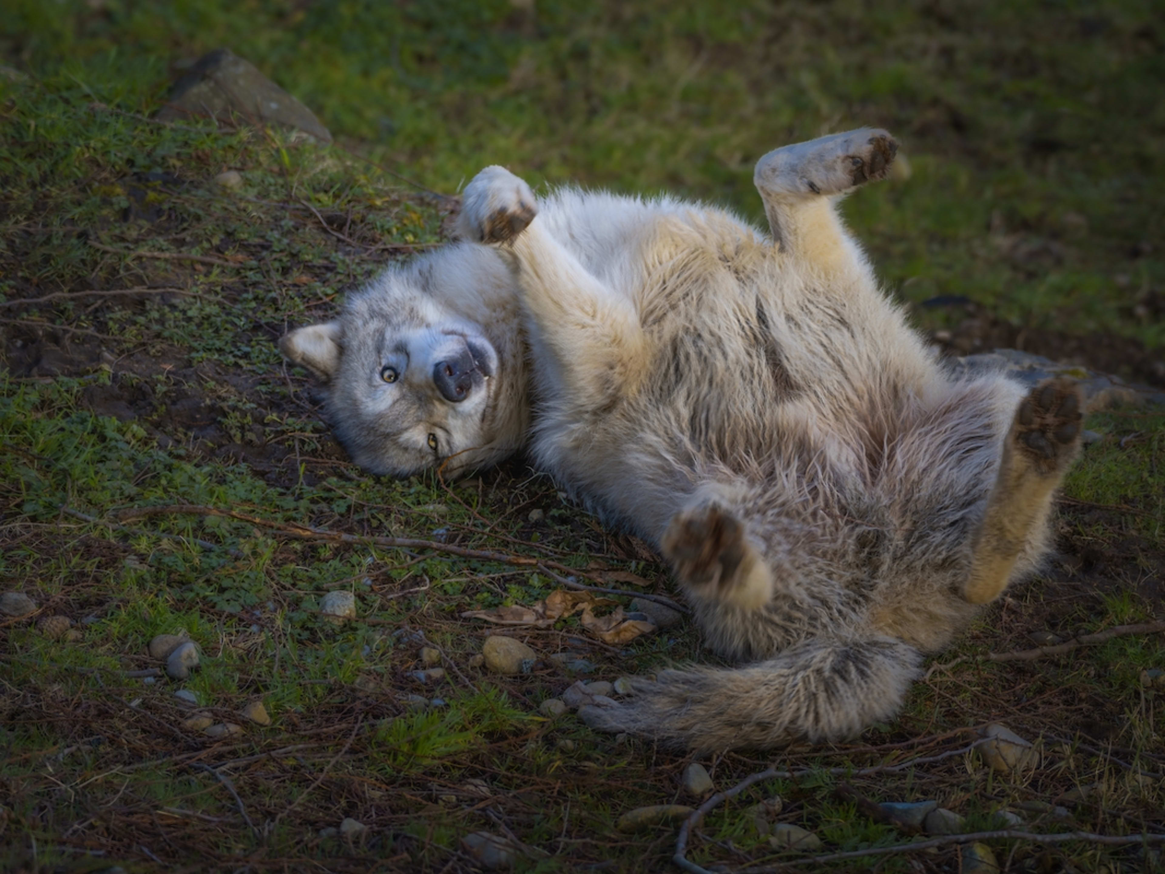 Wolf Pack and Otter Family Have Most Adorable Ways of Laying Claim to ...