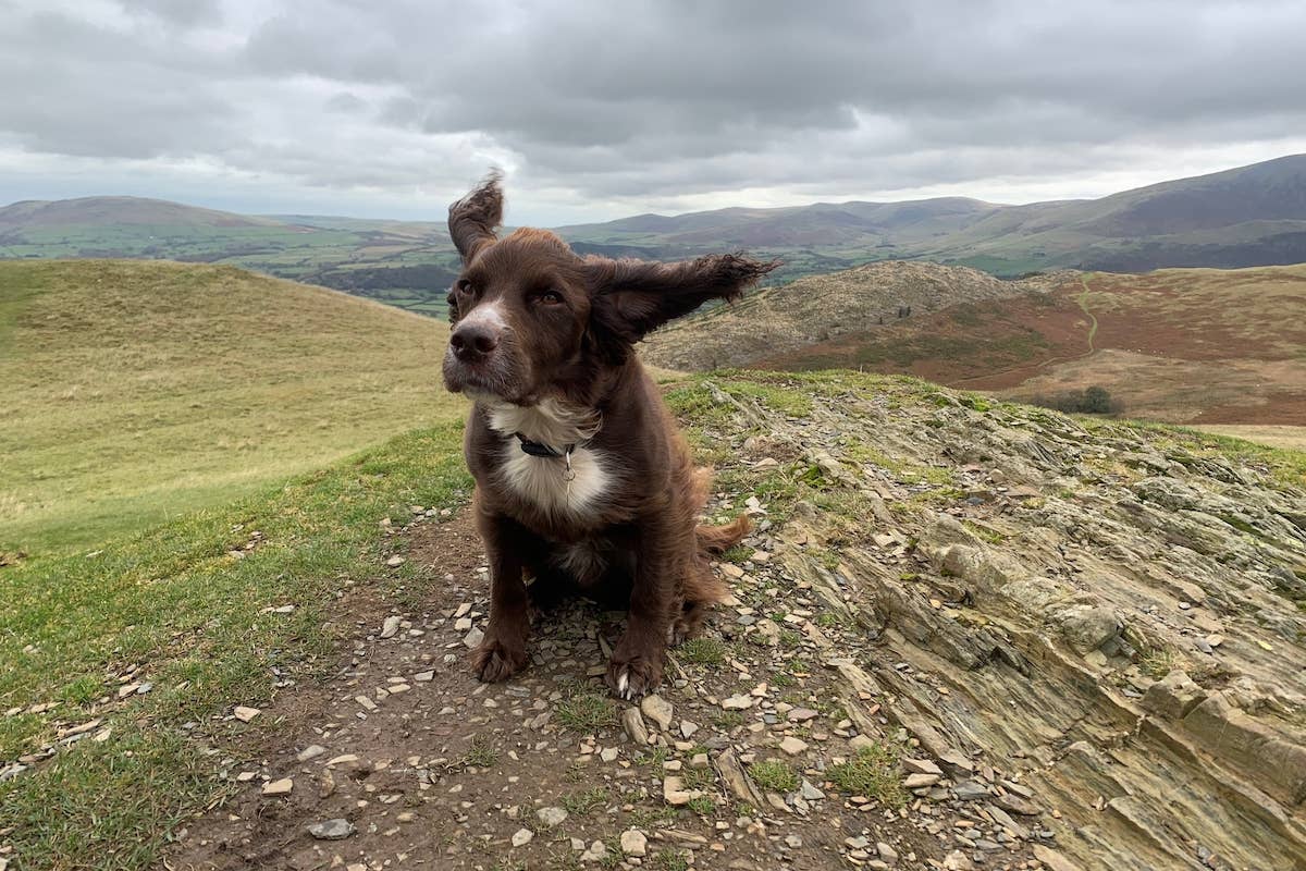 Cocker Spaniel's Massive 'Wind-Blown' Lips Are Cracking Everybody Up ...