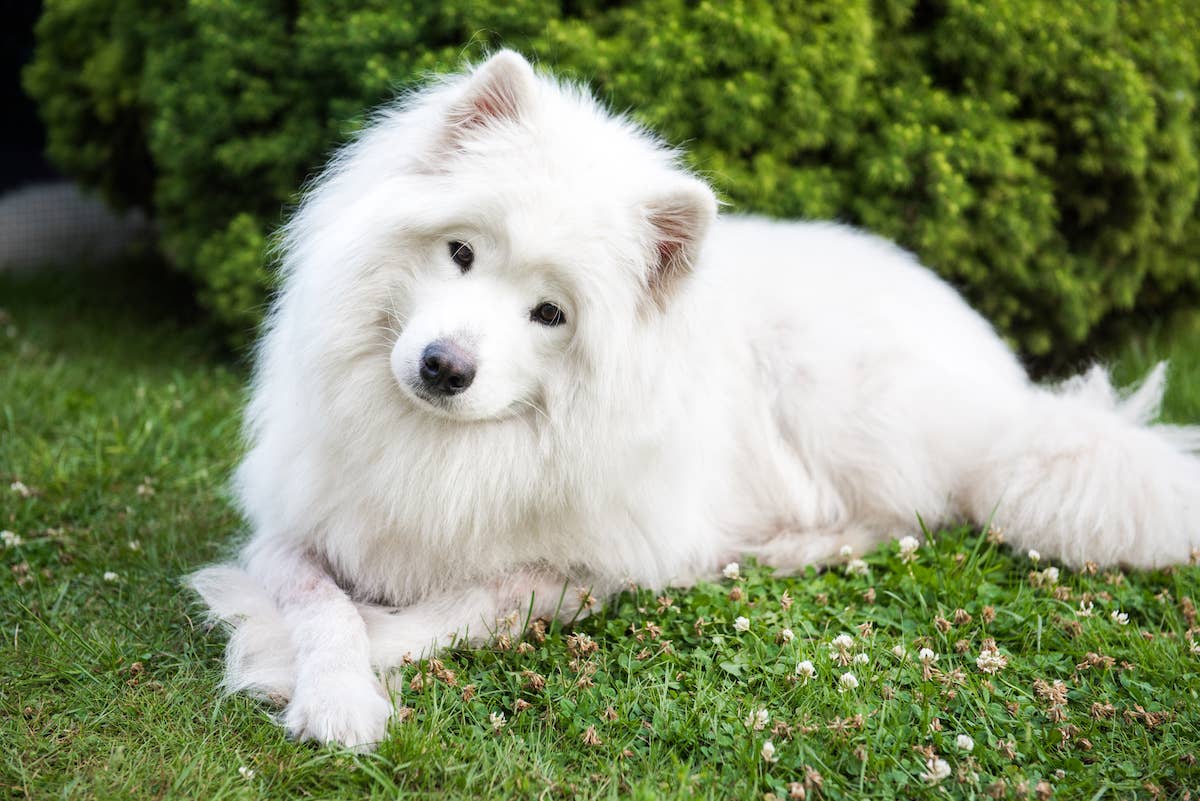 Samoyed Becomes Instant Celebrity in Spain Where Dogs Outnumber ...