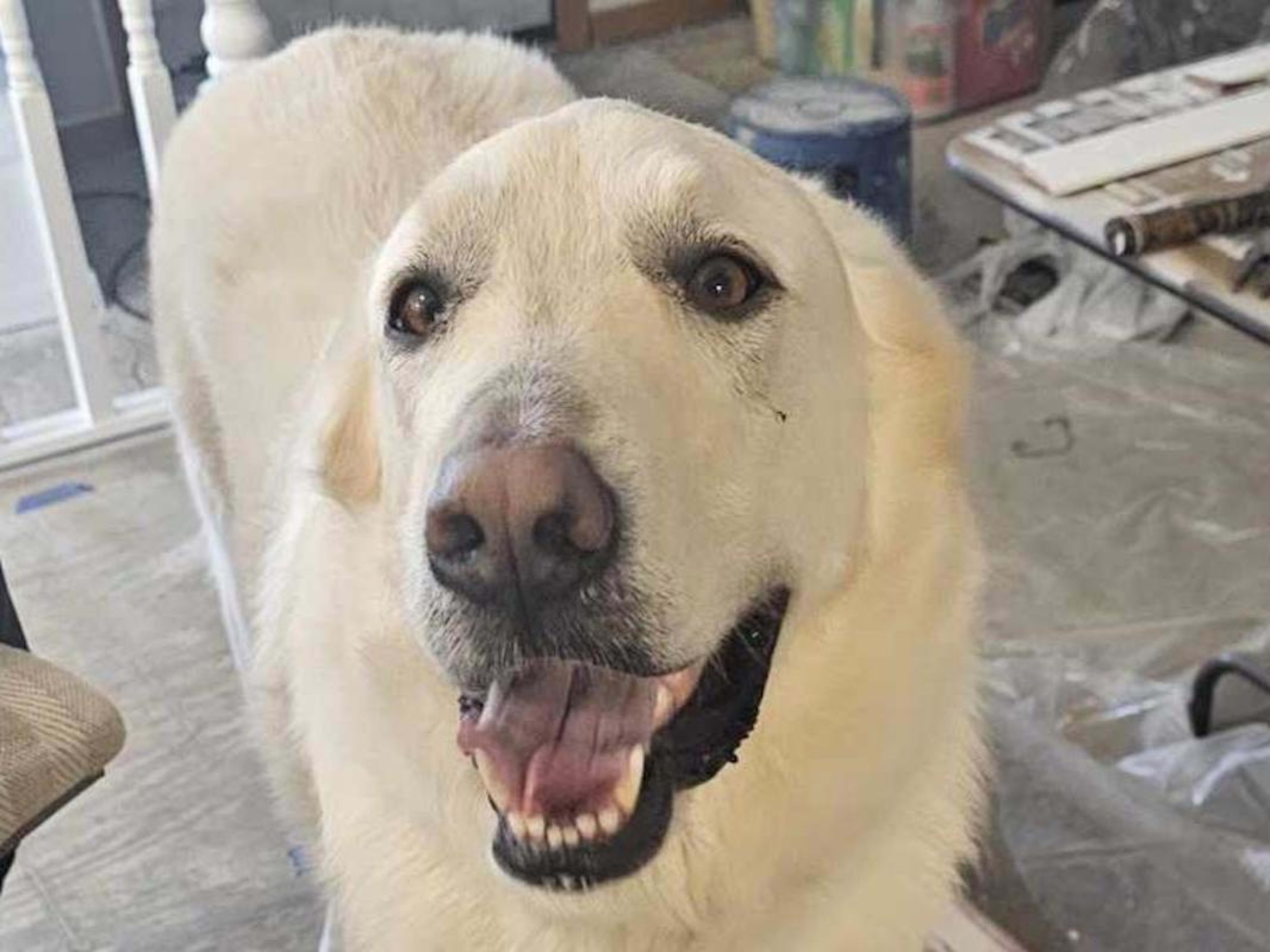 Adoptable Great Pyrenees Who's Elderly Dad Recently Passed Away Will ...