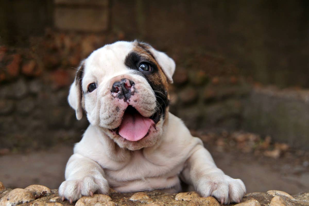 Adorable English Bulldog Puppy Patiently Nudges ‘Sleeping’ Dad Awake ...