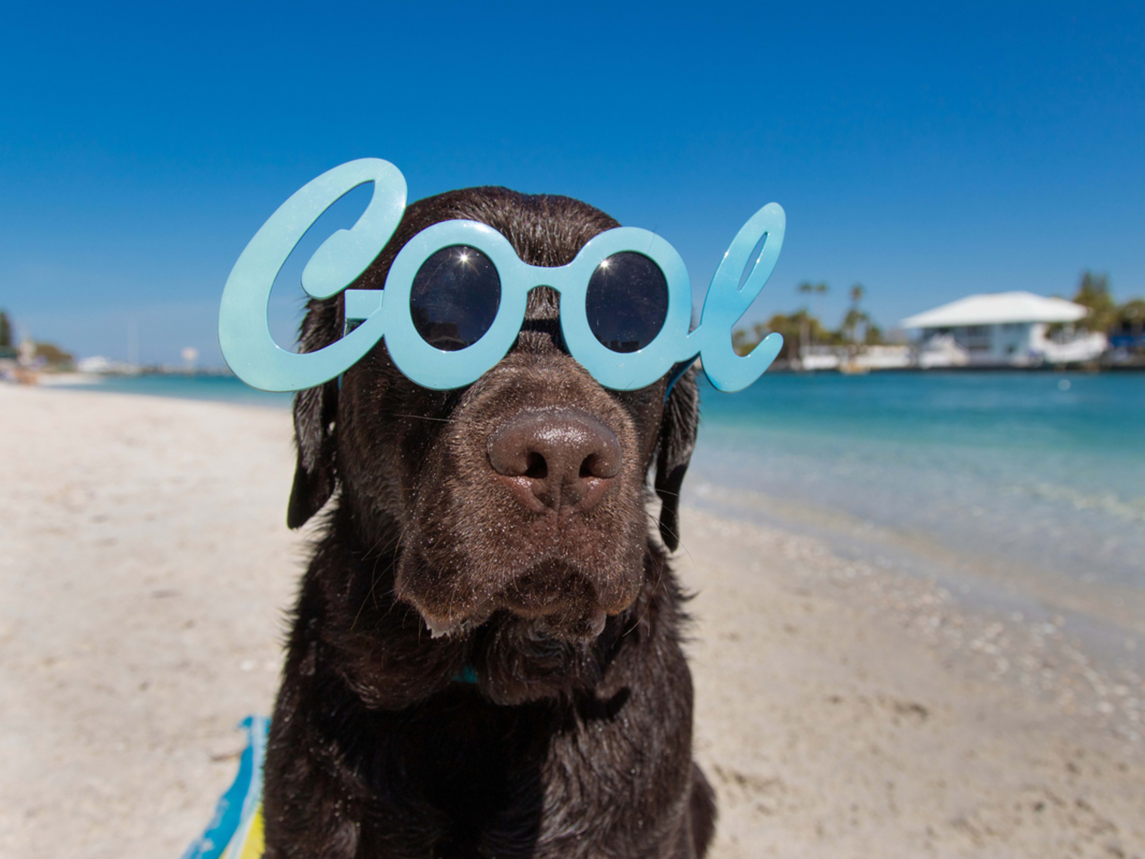 250+ Badass Pet Names (Strong, Fierce, Male & Female) - PetHelpful