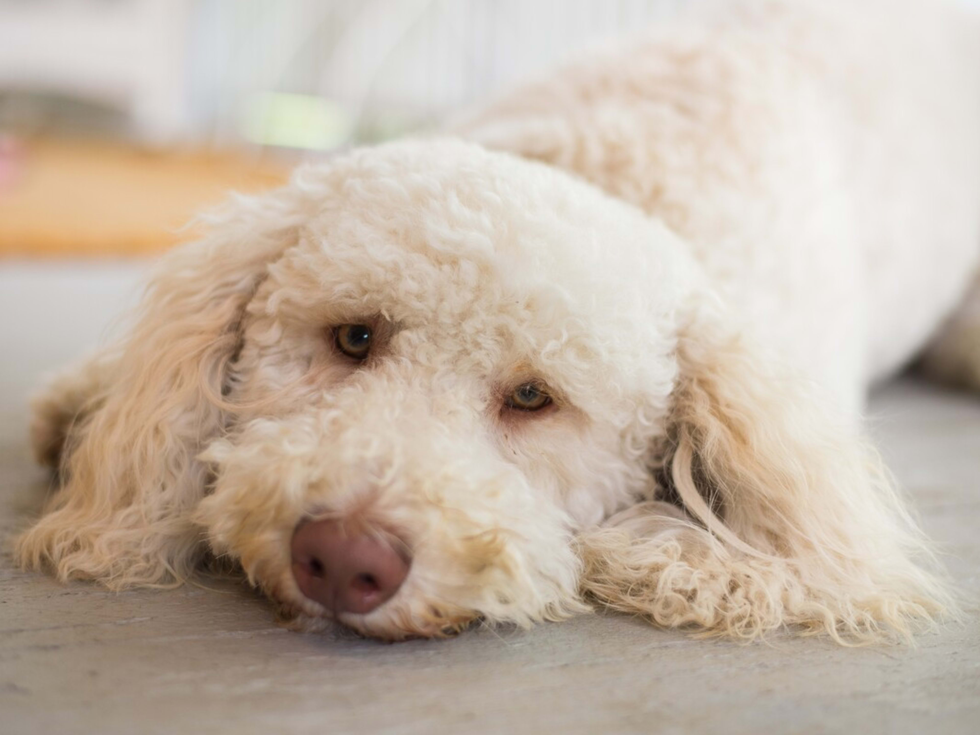 Blind and Deaf Dog Becoming Instant Besties With Stray Kitten Is the ...