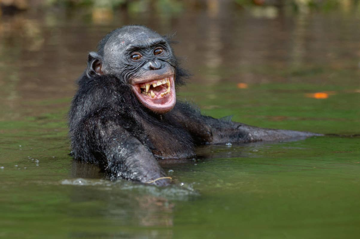 Heartwarming Video Shows Chimp's Sweet Reaction to Reuniting with ...